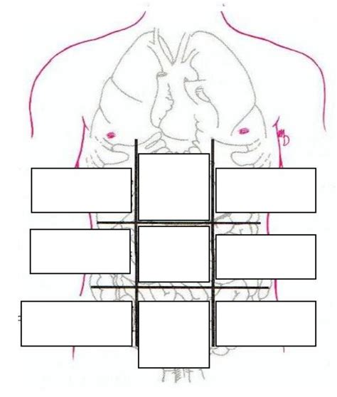Quadrants Abdominaux Diagram Quizlet