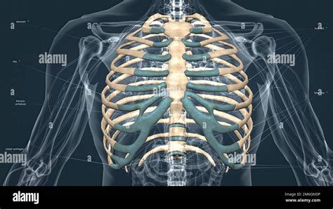 Rib Cage Anatomy Labeled Vector Illustration Diagram Lupon Gov Ph