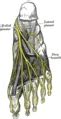 Muscle long fléchisseur de l hallux Définition et Explications