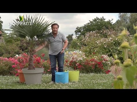 Diplomatie Vigilance Repoussant Planter Un Palmier Dans Un Pot Vol Bit
