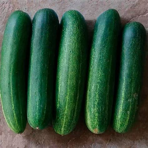 Semence De Concombre Hybride Daewy F1 Eastwestseed Verte
