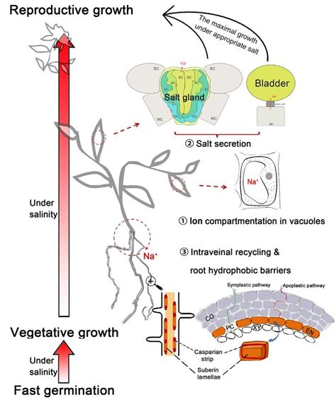 Salt Tolerance Mechanisms In Halophytes Seeds That Rapidly Germinate