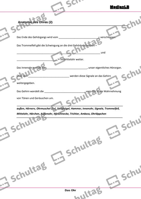 Anatomie Des Ohres Schultag