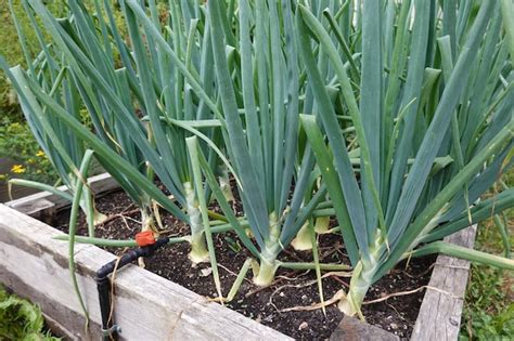 Gu A De Cultivo De Cebollas C Mo Cultivar Cebollas En Lechos Elevados