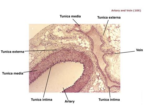 Artery Vein Slide Diagram Quizlet