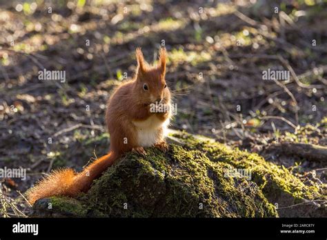 Ardilla roja Sciurus vulgaris especies nativas británicas con piel roja