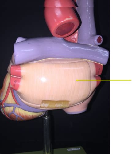 Cv Anatomy Flashcards Quizlet