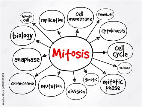 Mitosis Mind Map Medical Concept For Presentations And Reports Stock