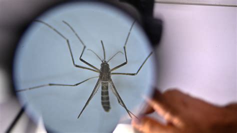 Brasil ultrapassa 6 5 milhões de casos prováveis de dengue este ano