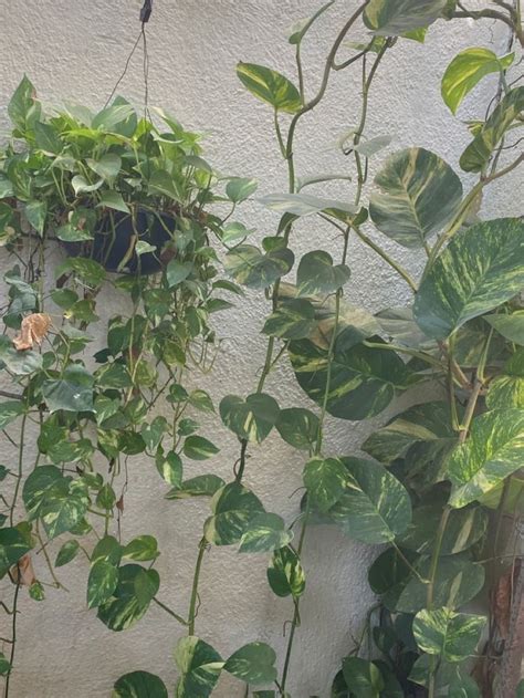 Some Plants That Are Growing On The Side Of A Building And One Is