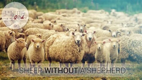 Sheep Without A Shepherd Ovelhas Sem Pastor Youtube