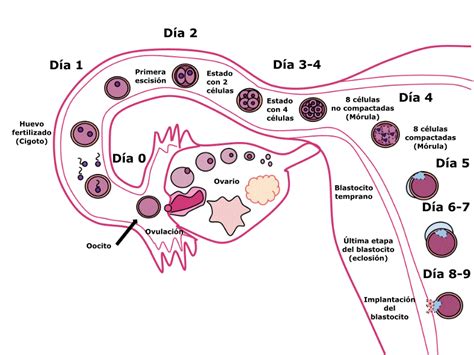 Fertilización Del óvulo Humano