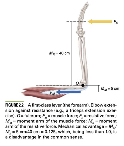 CH2 Biomechanics Flashcards Quizlet