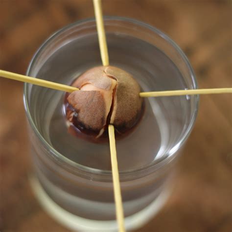 Germinado Del Hueso De Aguacate