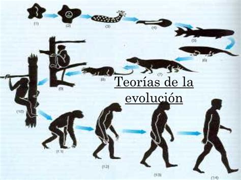 Teoria De La Evoluci N Aprenda Historia De La Humanidad
