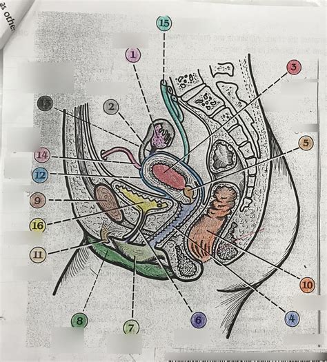 Female Pelvis Diagram Pt 1 Diagram Quizlet