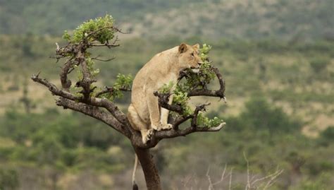 Days Akagera National Park Wildlife Safari Tour Rwanda