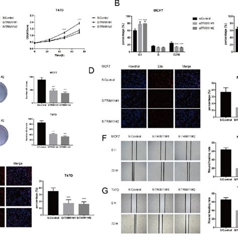 TRIM11 Depletion Inhibits ERa Positive Breast Cancer Cell Proliferation