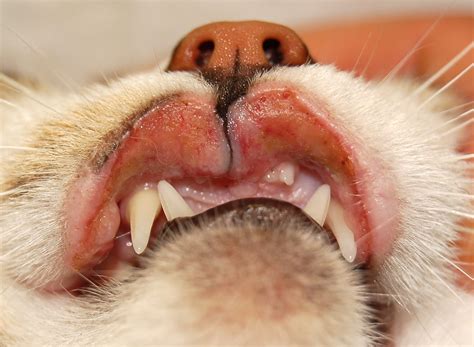 Cat Allergy Swollen Lips Lipstutorial Org
