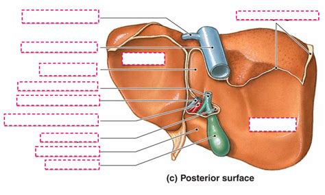 Posterior Surface Of Liver Diagram Quizlet