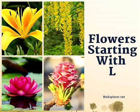 Five Petal Flower Names Home Alqu