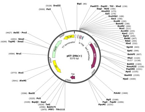 Sequence Structure Of Novagen Pet B Expression Vector Containing A