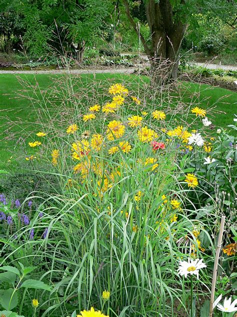 Bl Uliche Rutenhirse Heavy Metal Panicum Virgatum Heavy Metal