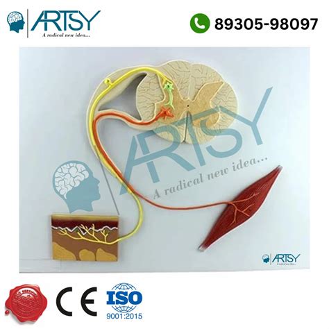 ARTSY Reflex Arc Model For Medical Training At Rs 4500 Anatomical