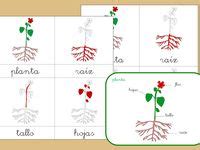 100 Ideas De Partes De La Planta Partes De La Planta Ciclos De Vida