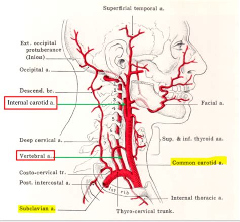 Lecture 7 CNS Blood Supply Flashcards Quizlet
