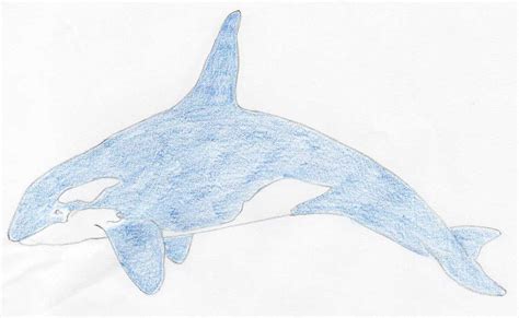 How To Draw Killer Whale Any Beginner Can Do This