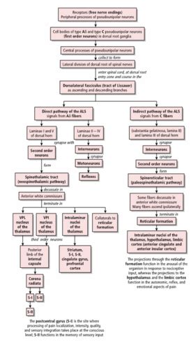 Somatosensory Pathways Flashcards Quizlet
