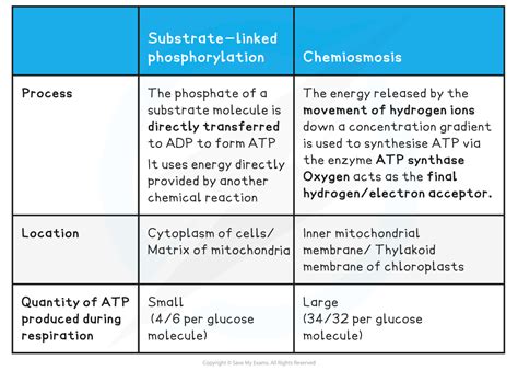 CIE A Level Biology复习笔记12 1 2 ATP 翰林国际教育