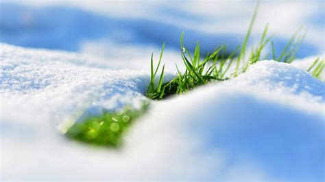 Wallpaper Sunlight Depth Of Field Water Nature Snow Green Frost