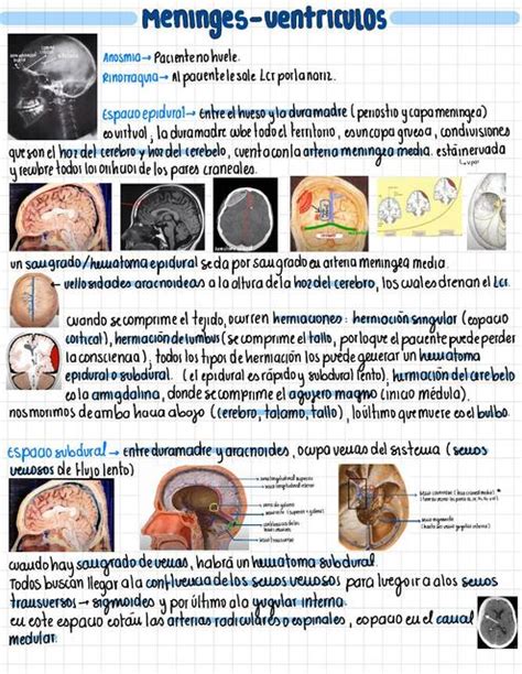 Meninges y ventrículos medsense uDocz