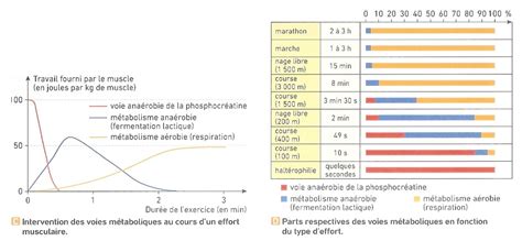 CHAPITRE 3 Produire Le Mouvement Contraction Musculaire Et Apport D