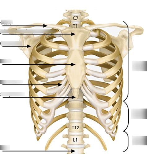 Diagramme De Sch Ma Du Tronc Corps Humain Quizlet