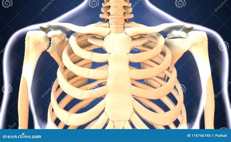 El Ejemplo 3d Del Esqueleto Provee De Costillas La Anatomía Stock de