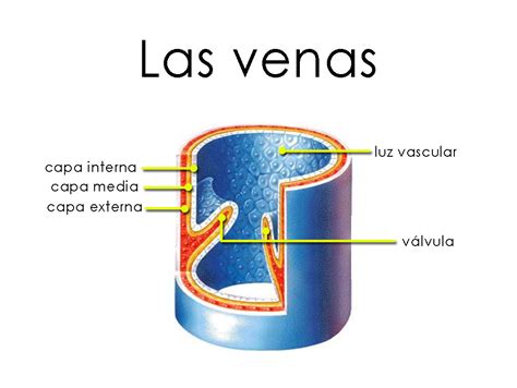 EL CUERPO HUMANO Partes Del Aparato Circulatorio II Venas Y Arterias