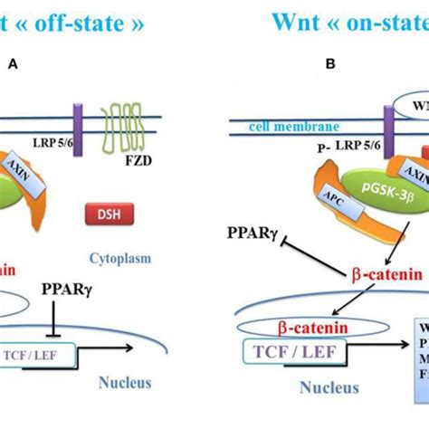 Schema of canonical Wnt β catenin TGF β SMAD and PPARγ pathways in