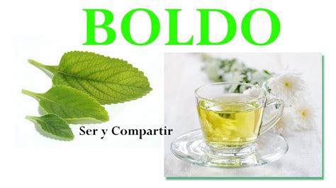 Vivencias Ser Y Compartir Qu Es El Boldo Y Cu Les Son Sus