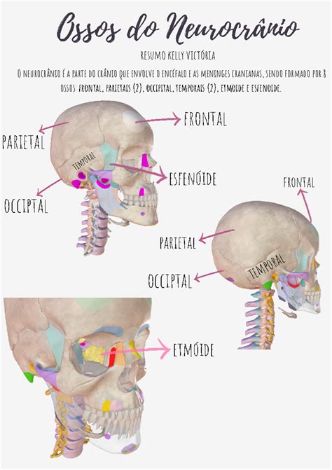 Anatomia Do Neurocr Nio Ossos Do Neurocr Nio O Neurocr Nio A Parte