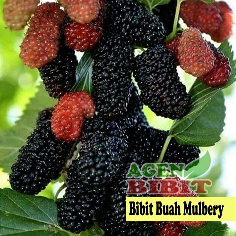Jual Bibit Pohon Mulberry Buah Mulbery Murbei Merah Hitam Daun Ulat