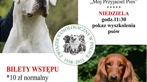 Xxxvi Krajowa Wystawa Ps W Rasowych W Gorlicach Halogorlice Info