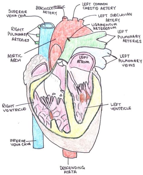 Great Vessels Of The Heart TeachMeAnatomy