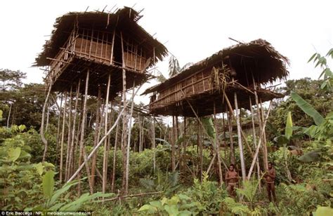 Kenapa Rumah Pohon Suku Korowai Sangat Tinggi Simak Alasannya