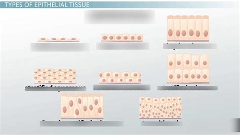 Types Of Epithelial Tissues Diagram Quizlet