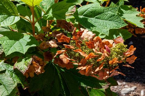 Hortensie hat verbrannte Blätter Was tun