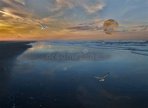 Seagulls Flying Over Myrtle Beach At Sunset Stock Photo Image Of