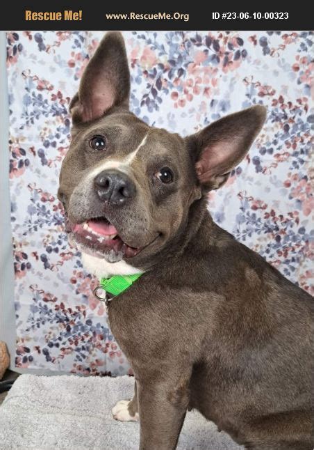 Adopt American Staffordshire Terrier Rescue Casa Grande Az